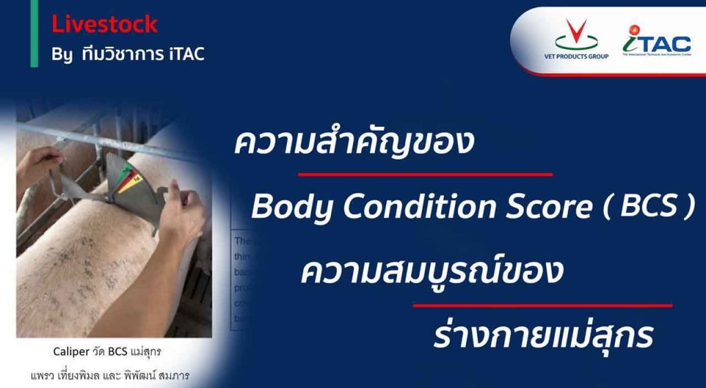ความสำคัญของ Body Condition Score (BCS) ความสมบูรณ์ของร่างกายแม่สุกร By ...