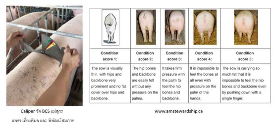 ความสำคัญของ Body Condition Score (BCS) ความสมบูรณ์ของร่างกายแม่สุกร By ...