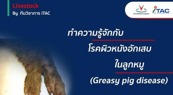 ทำความรู้จักกับโรคผิวหนังอักเสบในลูกหมู (Greasy pig disease) - Vet ...