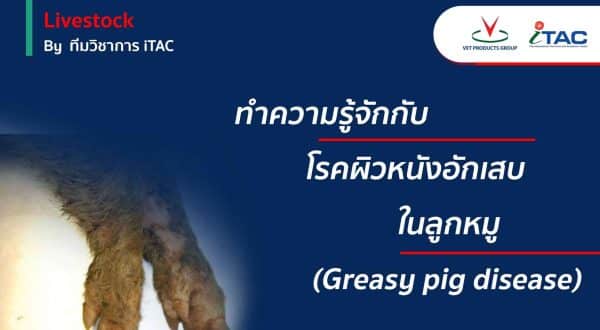 ทำความรู้จักกับโรคผิวหนังอักเสบในลูกหมู (Greasy pig disease) - Vet ...
